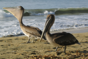 Cocrico - Tobago Guide