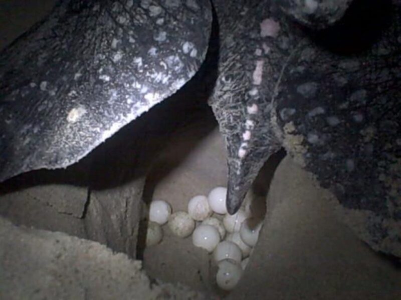 Cocrico - Tobago Guide