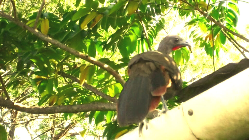 Cocrico - Tobago Guide